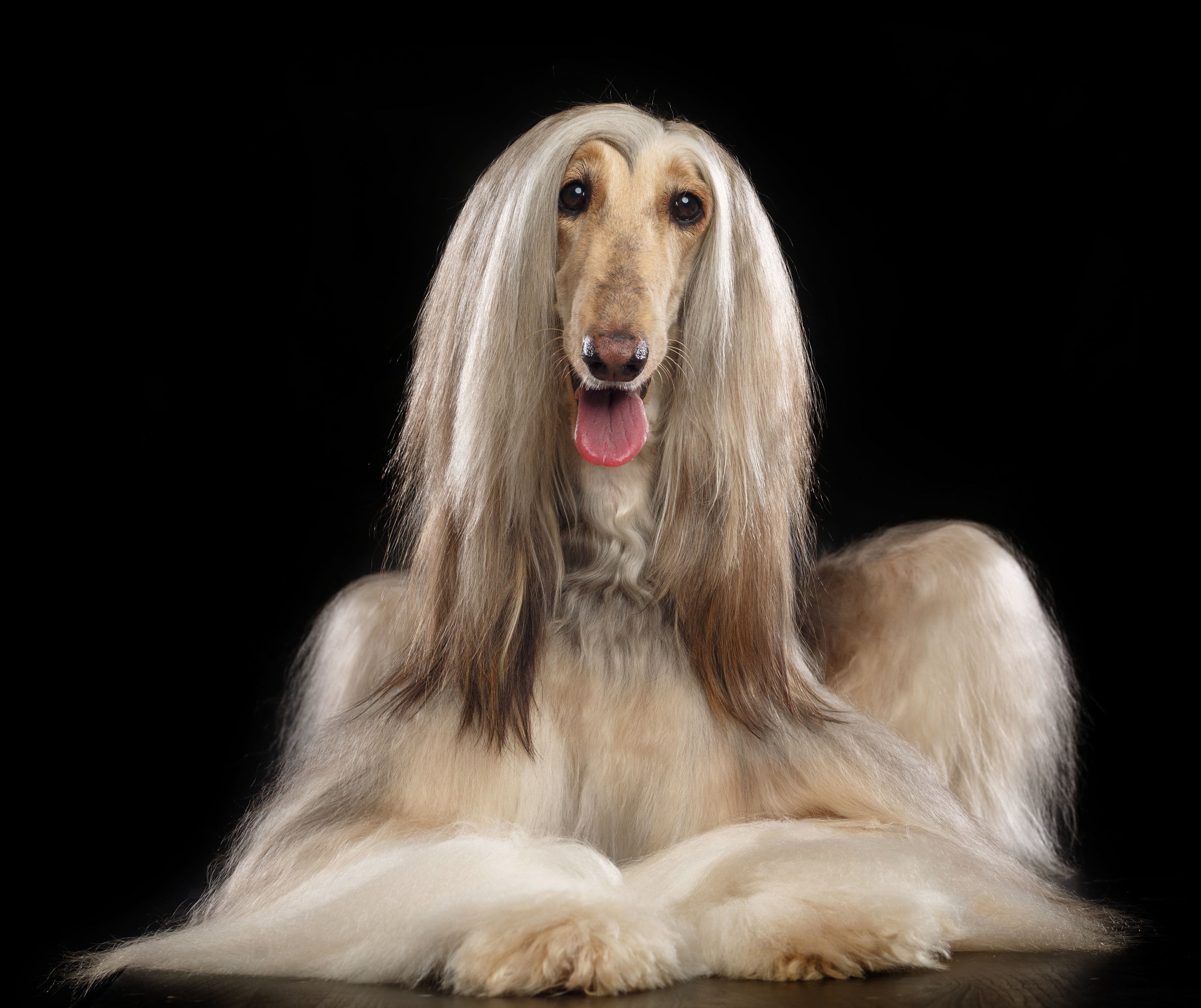 Take care of your hair in summer – ELEMENT VET